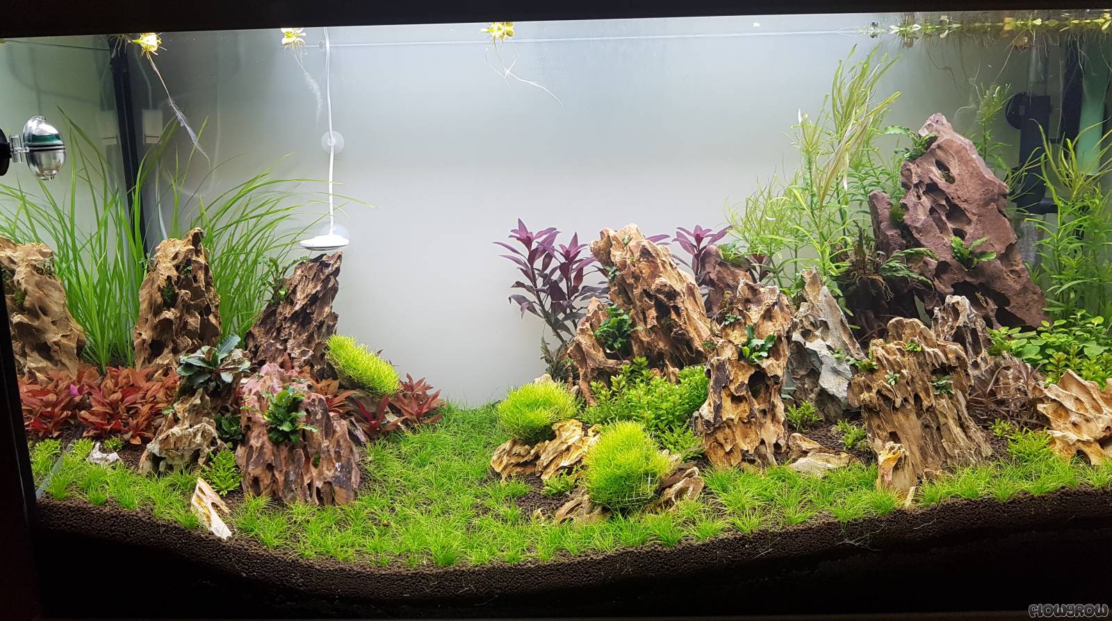 Flur 100 - Flowgrow Aquascape/Aquarium Database