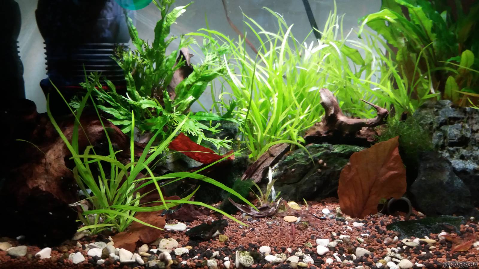 Fluval Edge modifiziert! - Flowgrow Aquascape/Aquarium Database