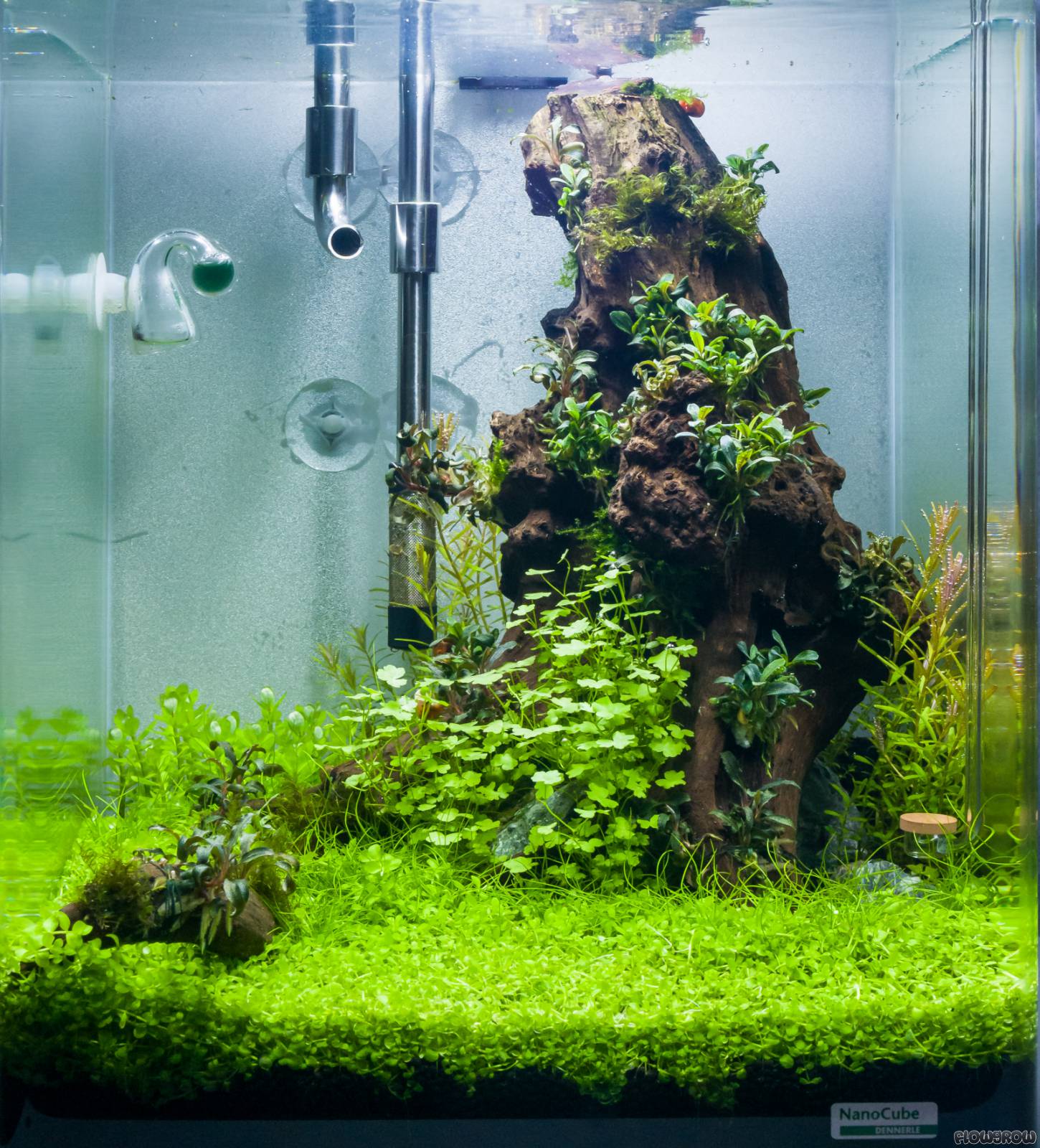 Jungle Cube - Flowgrow Aquascape/Aquarium Database