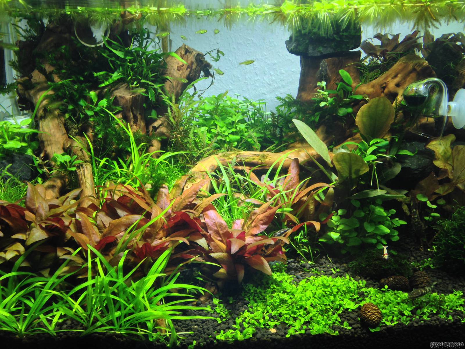 klein aber Oho - Flowgrow Aquascape/Aquarium Database