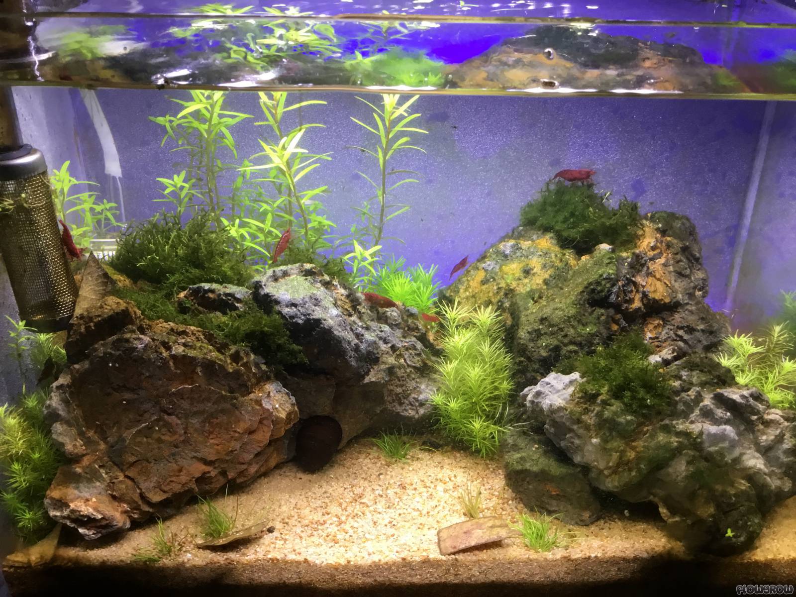 Mini Flowgrow Aquascape Aquarium Database