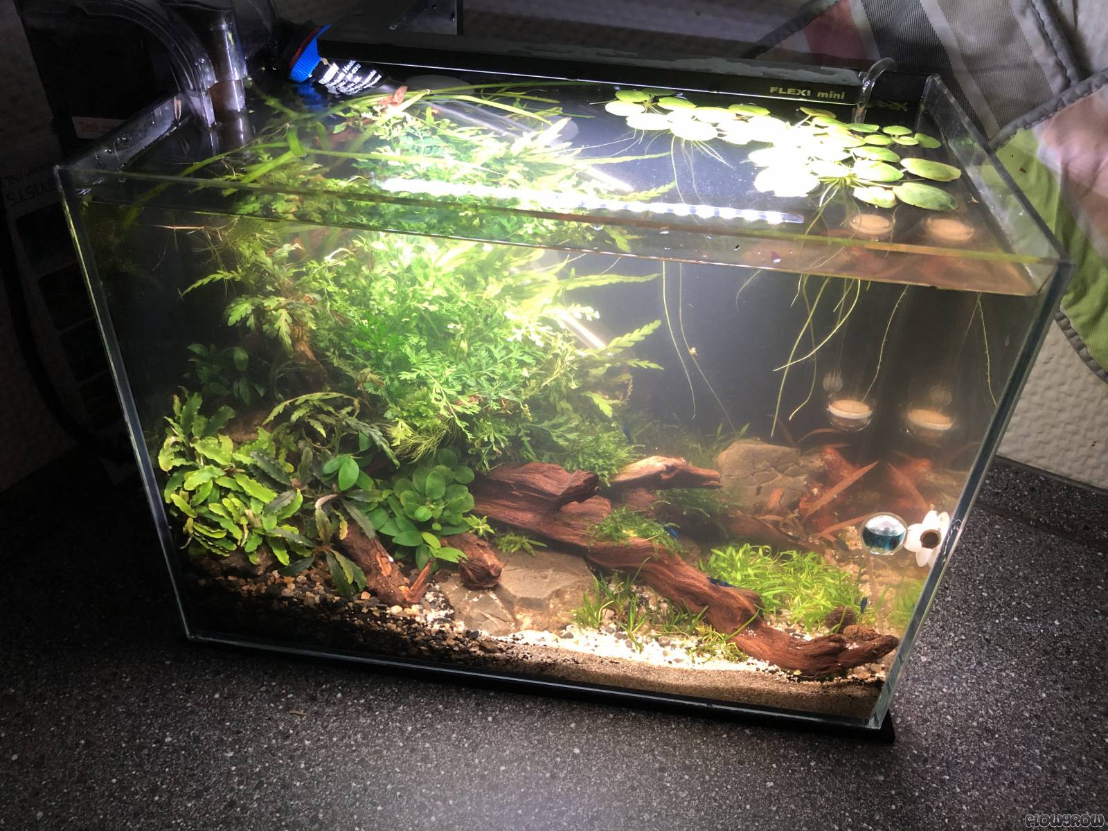 Mini M Flowgrow Aquascape Aquarium Database