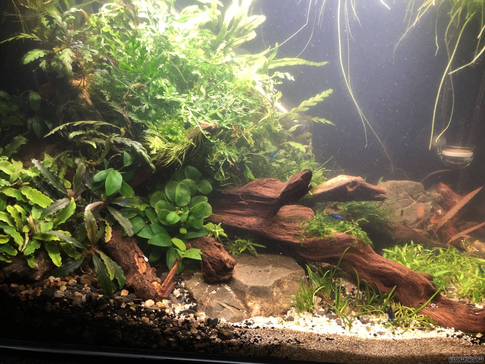 Mini M Flowgrow Aquascape Aquarium Database