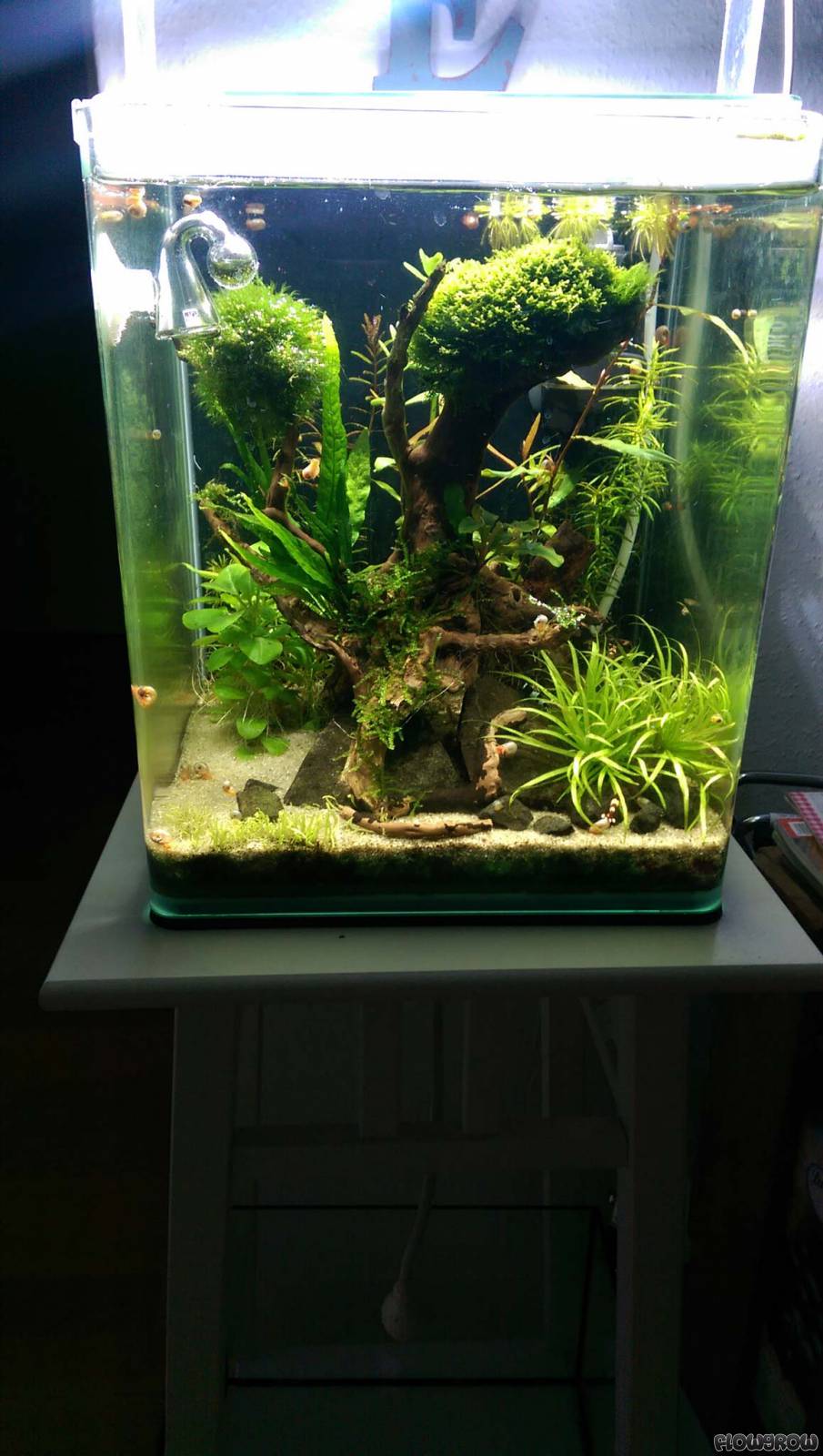 Nano 20 - Flowgrow Aquascape/Aquarium Database
