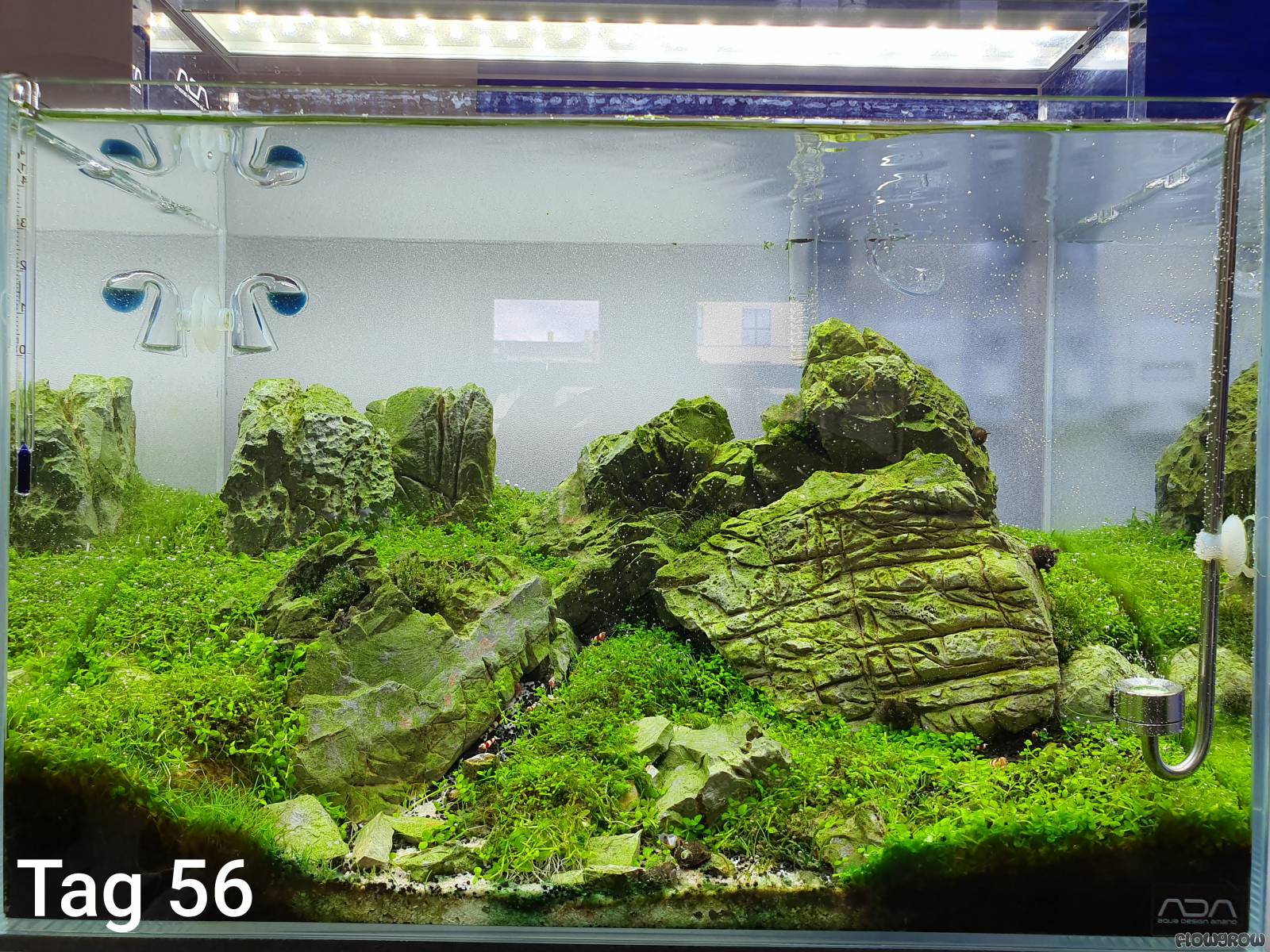 "Nano - Alps" - Flowgrow Aquascape/Aquarium Database