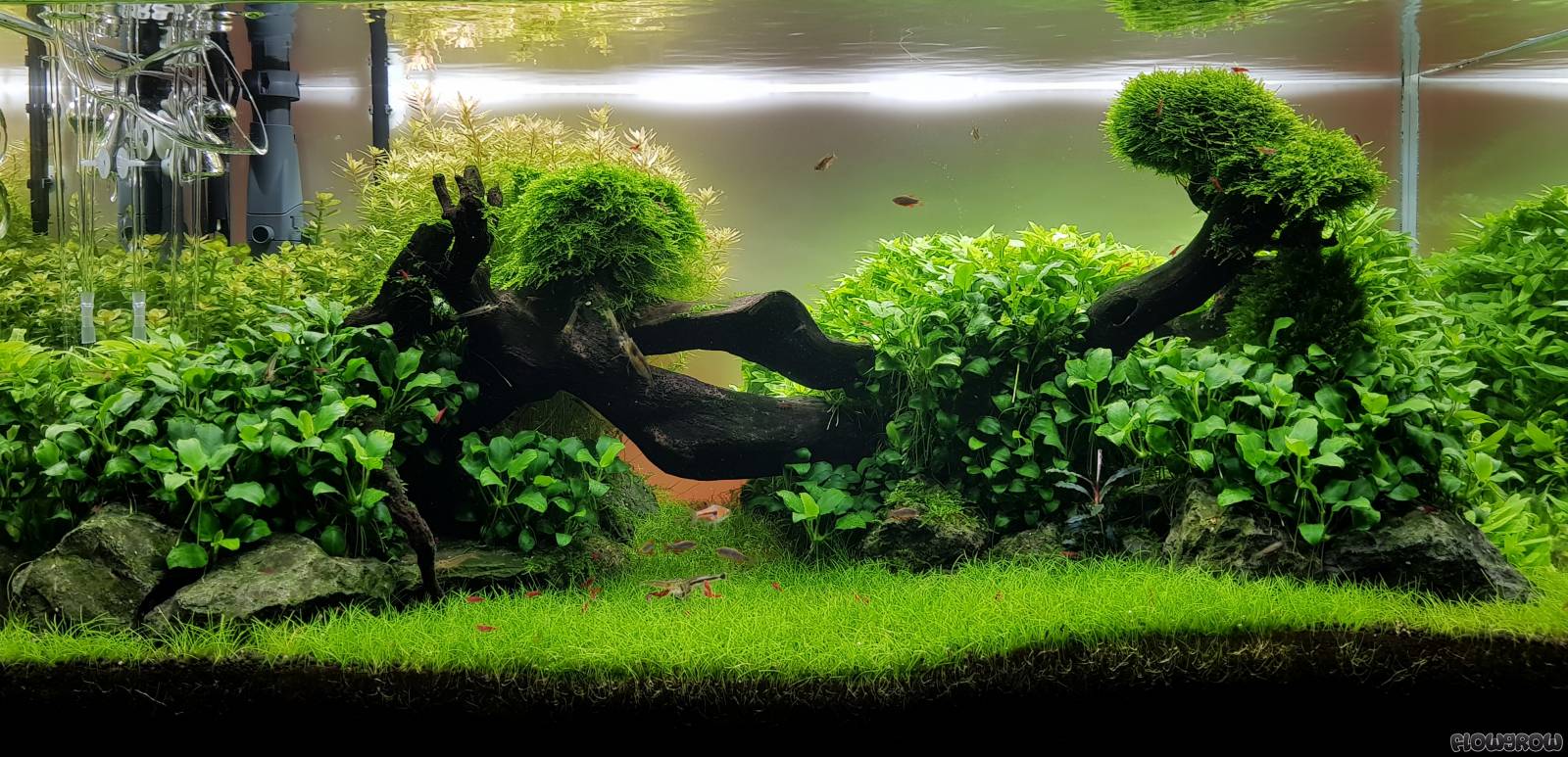Neues Projekt - Flowgrow Aquascape/Aquarium Database