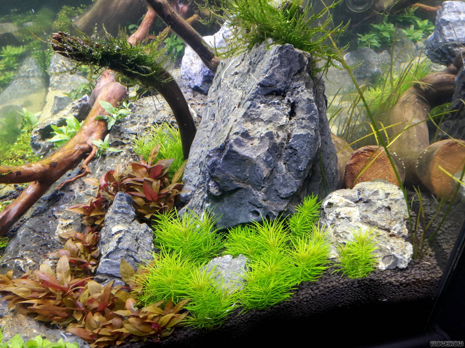 Sticks and Stones - Flowgrow Aquascape/Aquarium Database