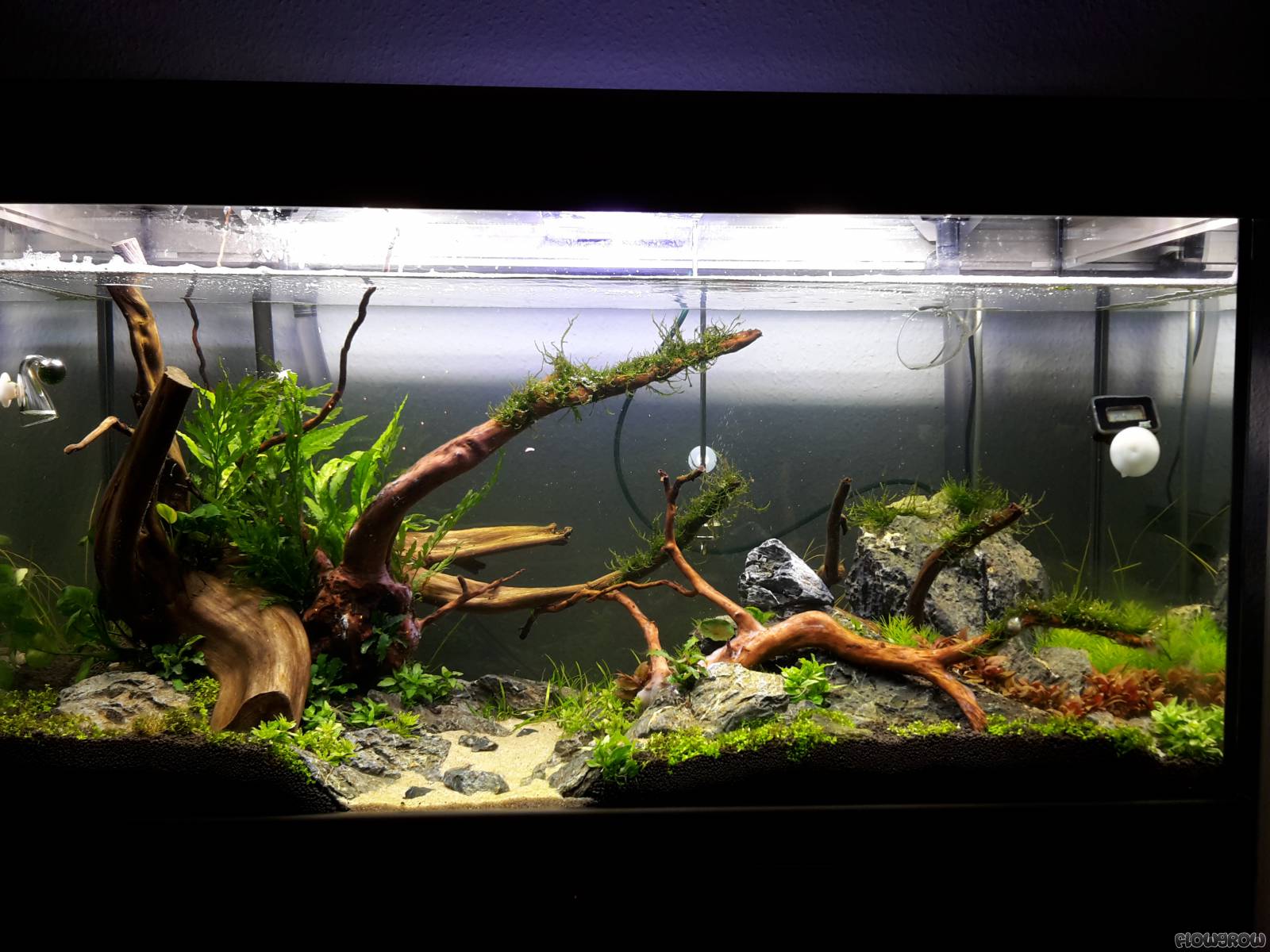 Sticks and Stones - Flowgrow Aquascape/Aquarium Database