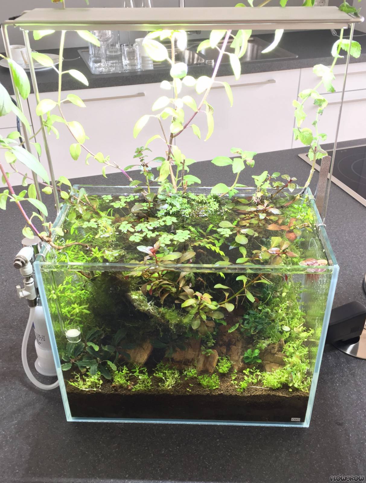 swamp - Flowgrow Aquascape/Aquarium Database