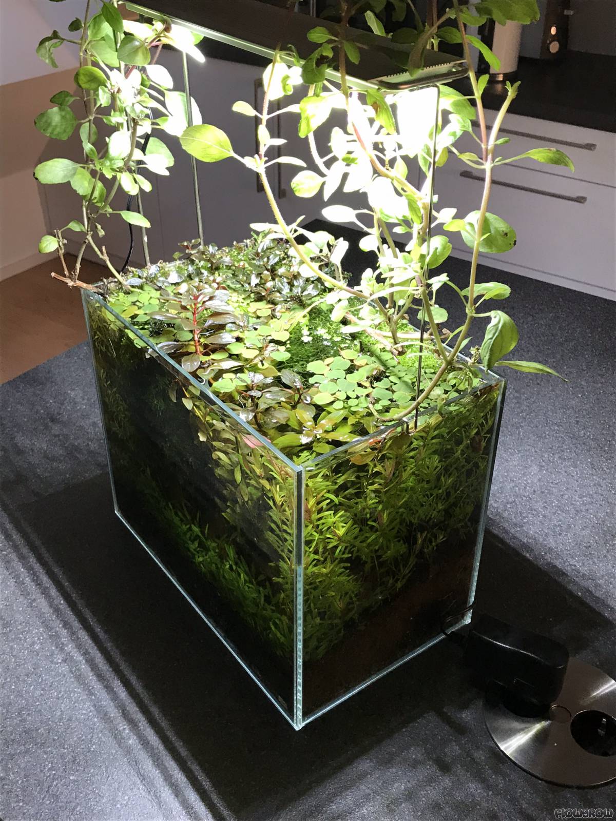 swamp - Flowgrow Aquascape/Aquarium Database