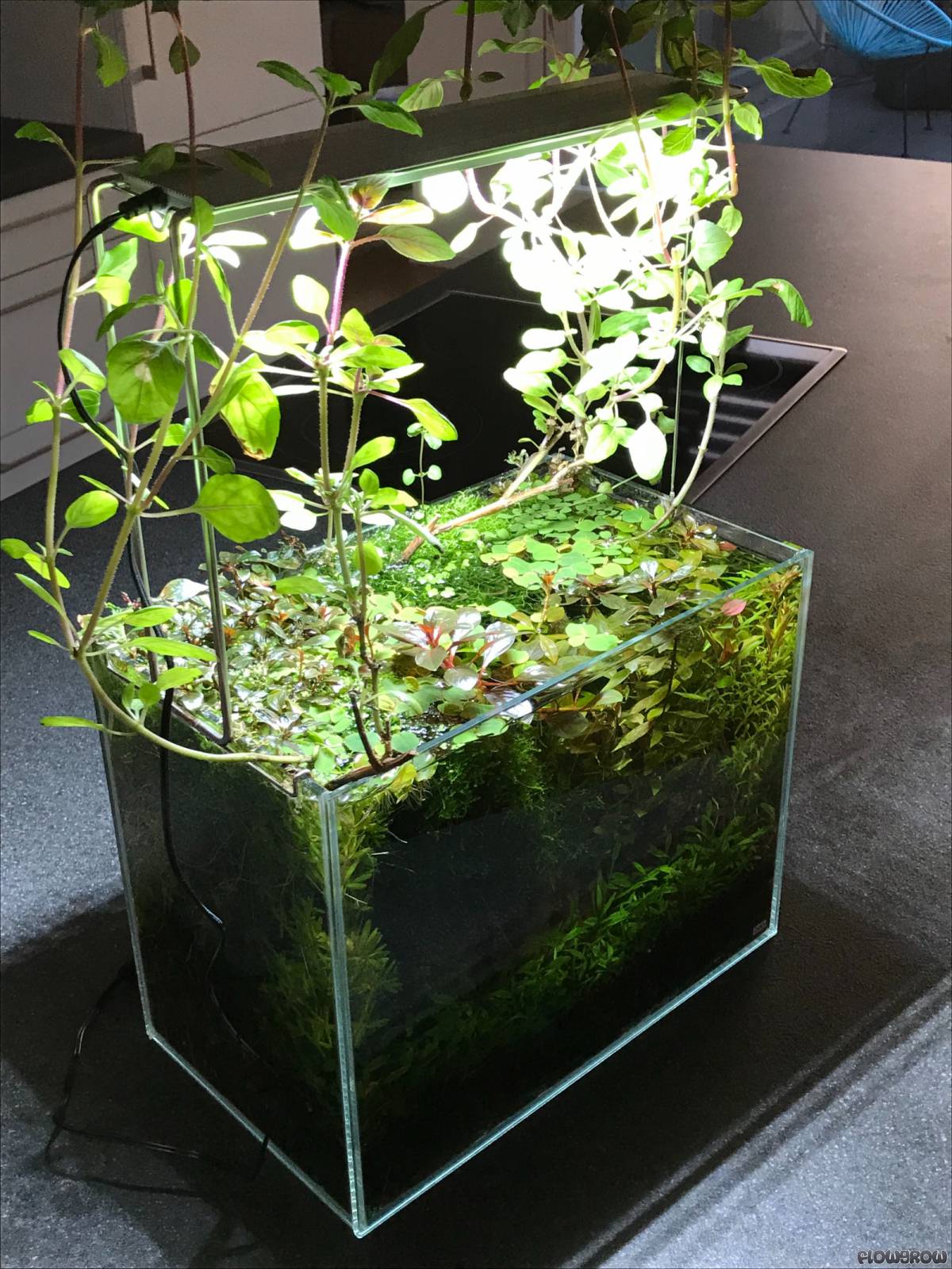 swamp - Flowgrow Aquascape/Aquarium Database