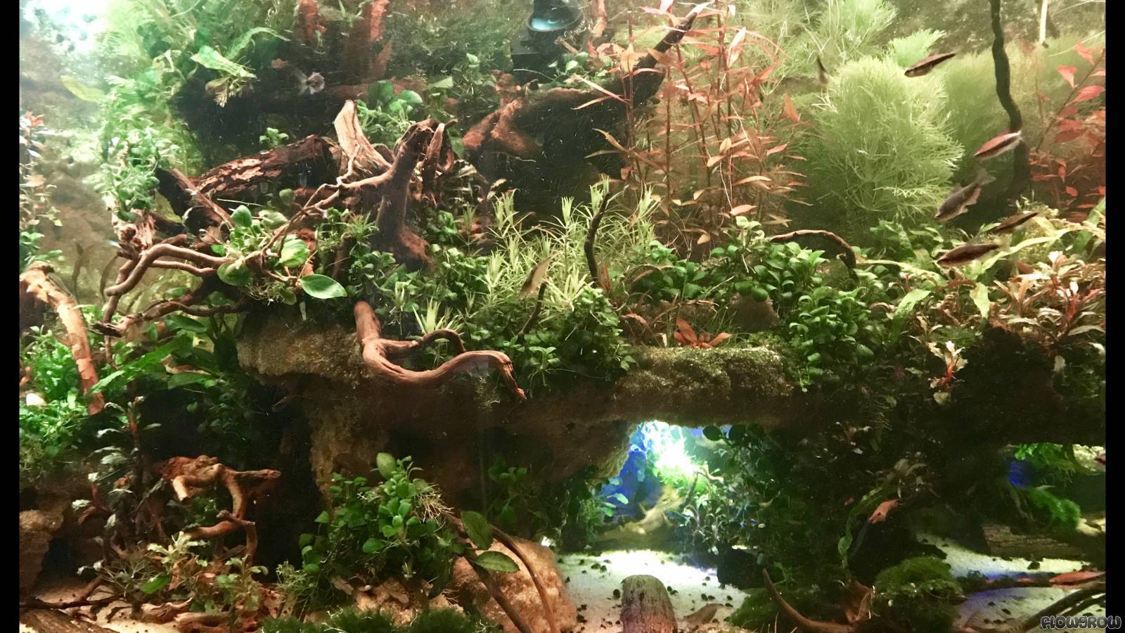 Wonderworld - Flowgrow Aquascape/Aquarium Database