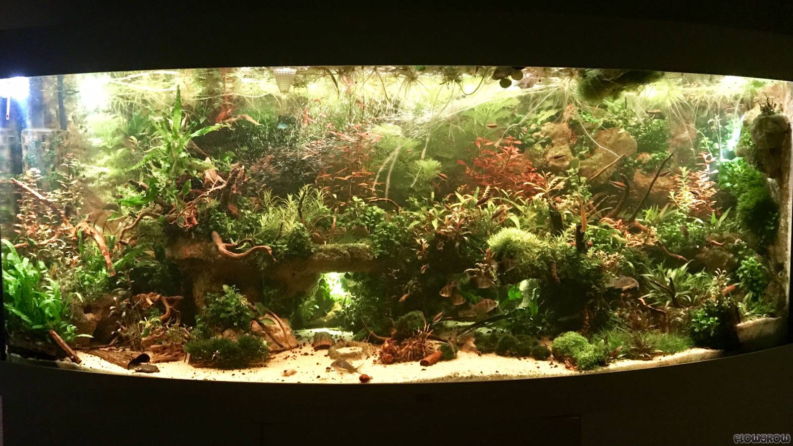 Wonderworld - Flowgrow Aquascape/Aquarium Database