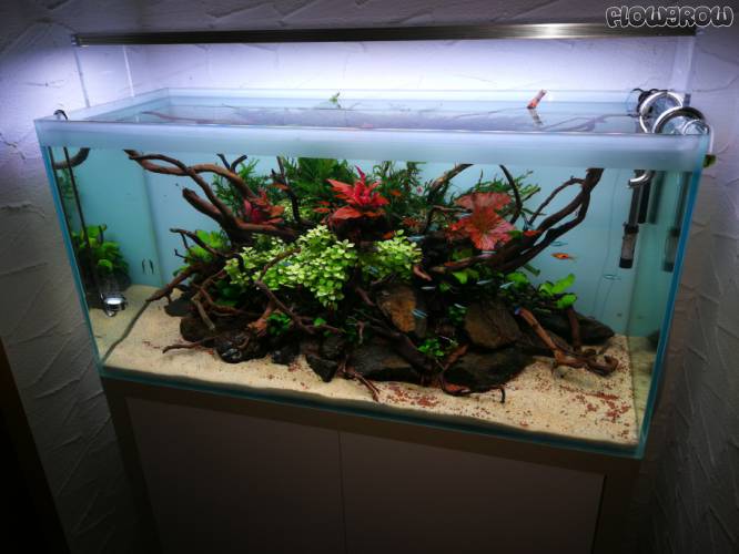 Die Insel - Flowgrow Aquascape/Aquarium Database
