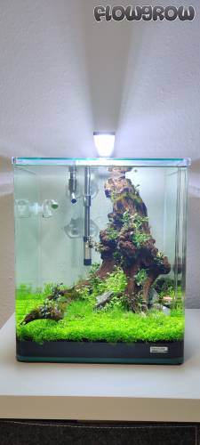 Jungle Cube - Flowgrow Aquascape/Aquarium Database
