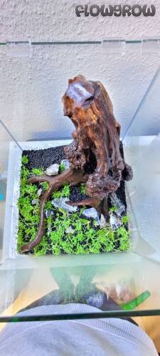 Jungle Cube - Flowgrow Aquascape/Aquarium Database