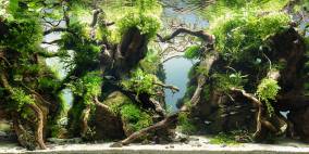 All Aquascapes / Aquariums - Flowgrow Aquascape/Aquarium Database