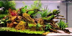 Hygrophila polysperma - Dwarf Hygrophila - Flowgrow Aquatic Plant Database