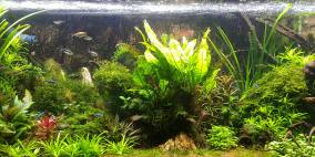Micranthemum sp. "Montecarlo-3" - New Large Pearl Grass - Flowgrow ...