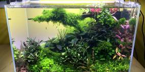 Rotala indica - Indian toothcup - Flowgrow Aquatic Plant Database